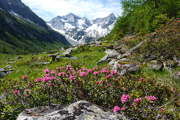 Natur - MelodieTV